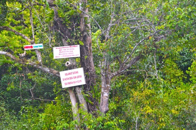 Beyond the community in participatory forest management | Wilson ...